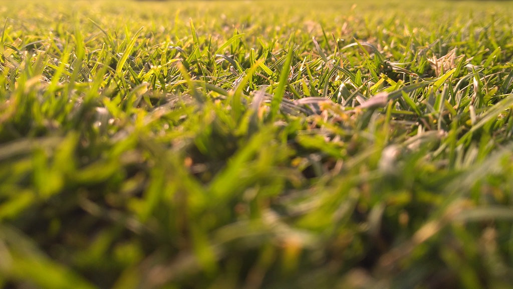 Artificial Turf Melting: How Are Warranties Dealt?– Turf Guard Window Film
