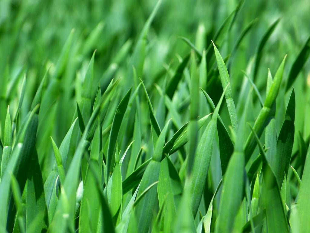 How to Resolve Problems Caused by Artificial Turf Melting– Turf Guard ...