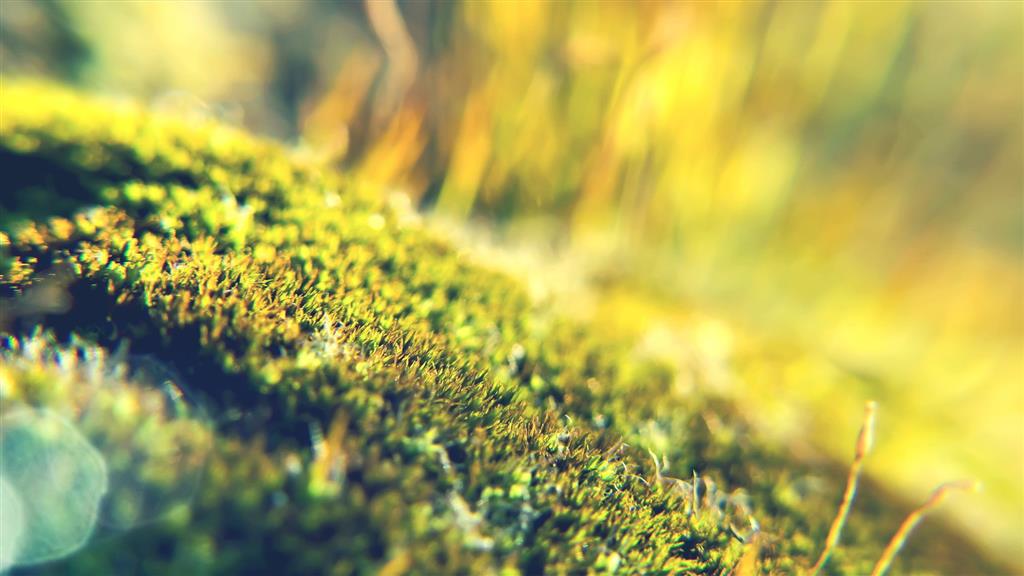 Sunlight Causes Artificial Turf Melting? The Solution's So Simple– Turf ...