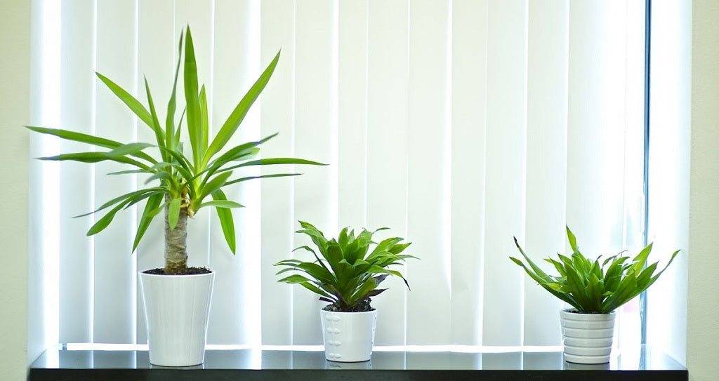 Plant Plants Reflection Ulmus Parvifolia 'Reflection' Evergreen