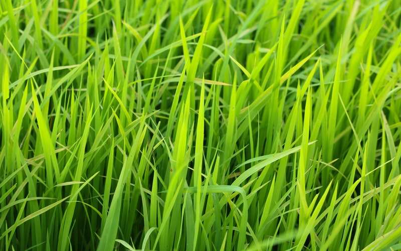 The Advantages of Professionally Installed Turf | Turf Guard Window Film